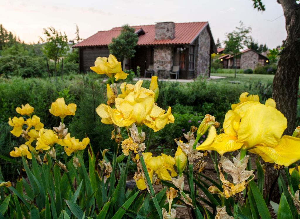 Merom Golan Resort - Tourist Israel