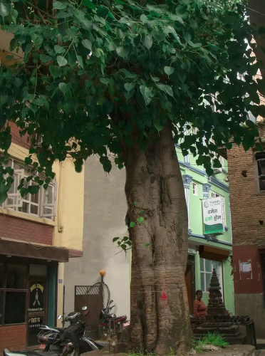 Thamel Eco Home - Kathmandu
