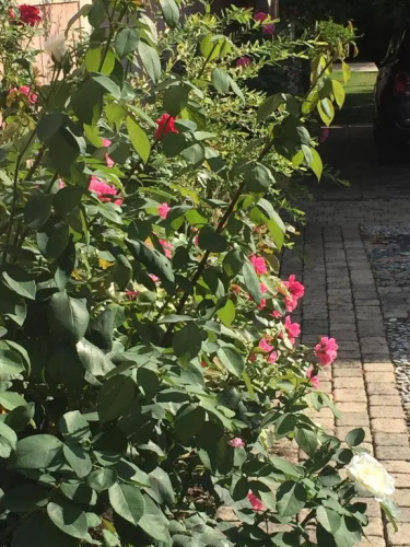 Rose Garden Studio - Giverny