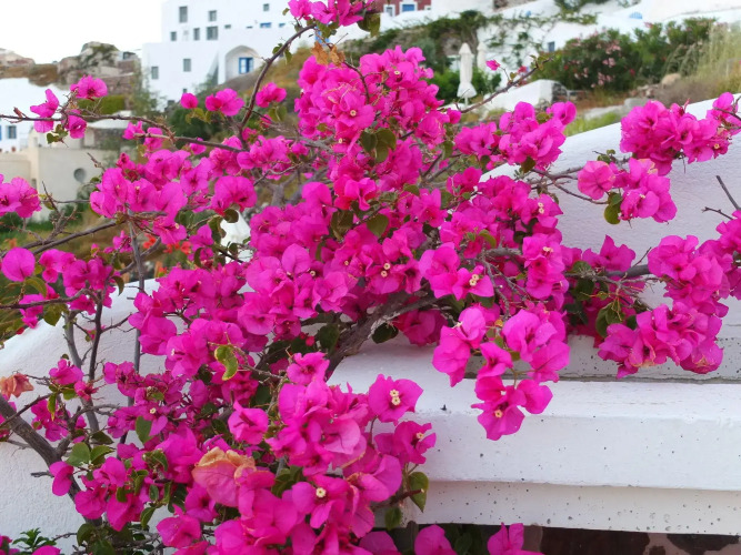 Ifestio Villas - Oia