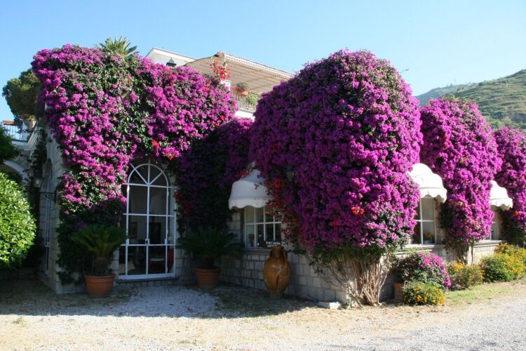 Villa Tara - Forio