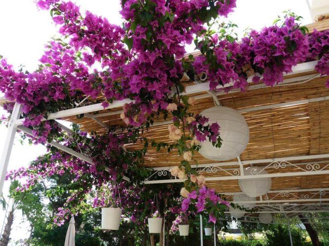 Palmiye Hotel - Menderes