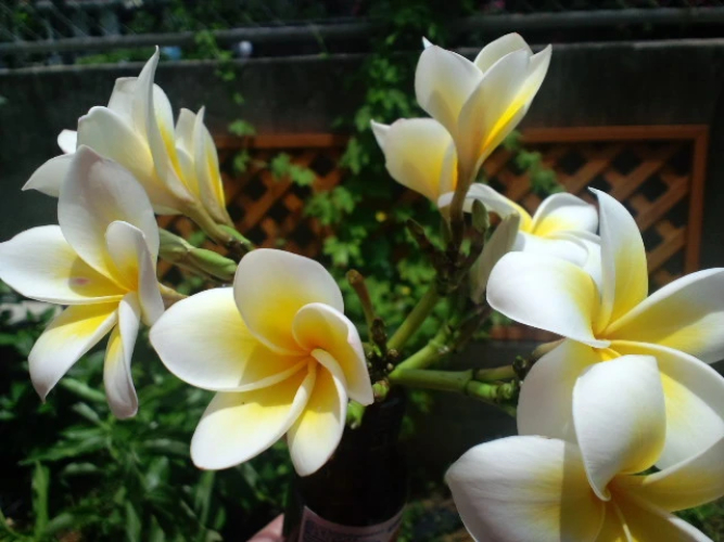 Yugafu Kabira(ishigaki) - Ishigaki