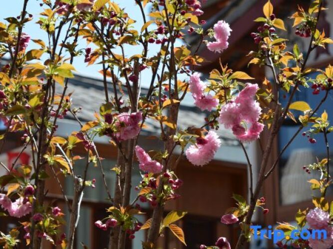 Lijiang Shiningland Resort Hotel（lijiang Old Town） - Lijiang