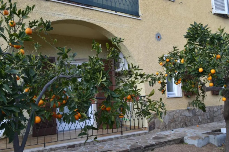 Etesia - Olbia