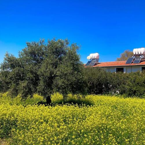 Bare Hill Holiday Apartments - Girne