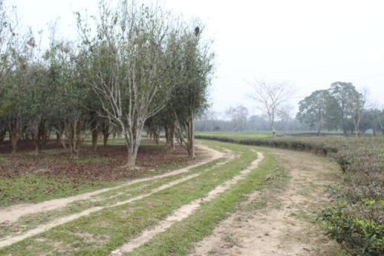 Chai Seeds Resort - Tinsukia