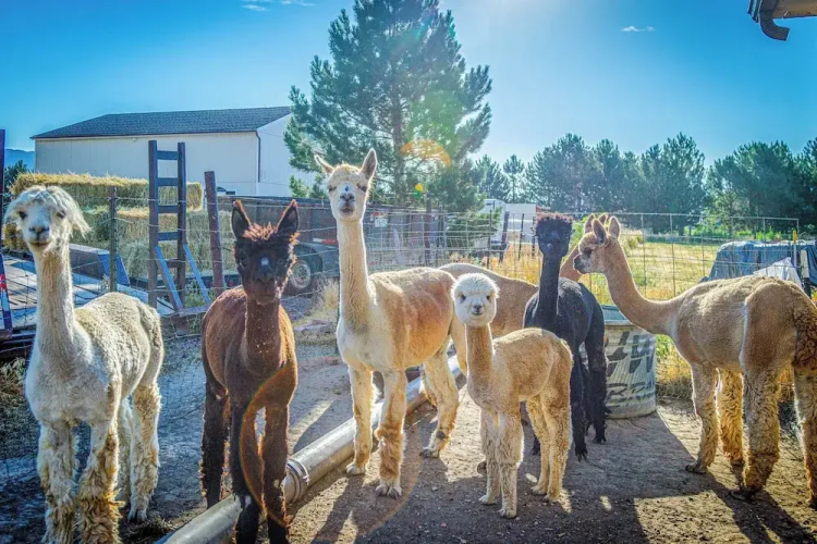 The Farmhouse At Grand Valley Getaway W/ Alpacas! - Grand Junction, CO
