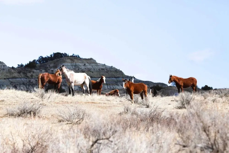 'Roosevelt Suite' < 1 Mi To Teddy Roosevelt Park! - Medora, ND