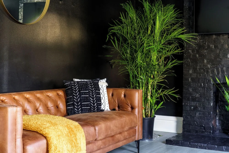 Jungle Dream- Nova - Ohio