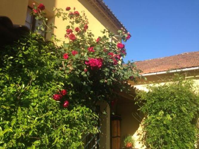 Rose Des Pyrénées - Aude