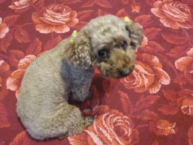 Minshuku Yamato - Ise