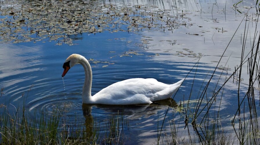 The Lodges At Glenlo Abbey Hotel & Estate - Galway