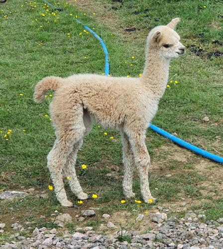 Dartmoor Reach Alpaca Farm - Bovey Tracey