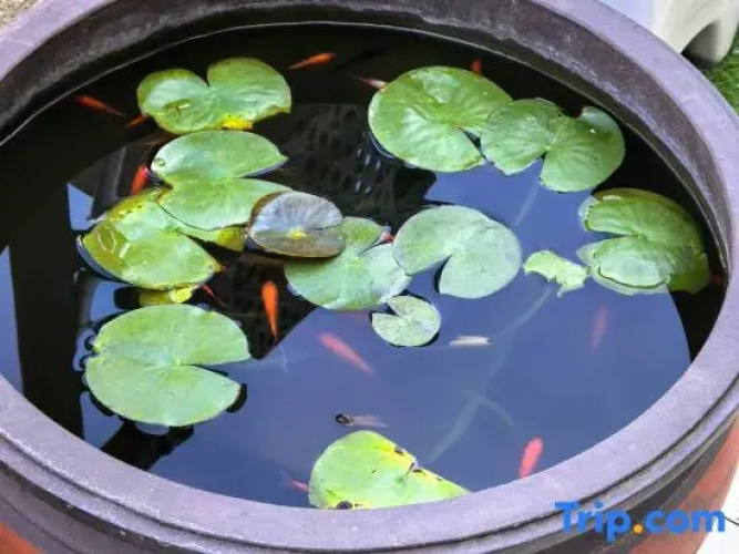 Yingcheng Garden Accommodation (Zibo Ceramics Liuliguan Fuli Wanda Plaza) - Zibo