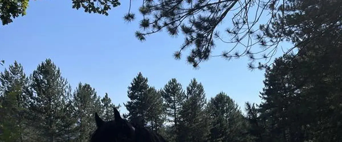 Koru Aura Mengen - Zonguldak