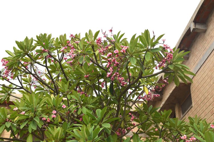 Our Native Village Eco Resort - Bangalore