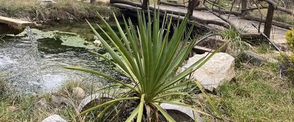 Lepista Garden - Zonguldak