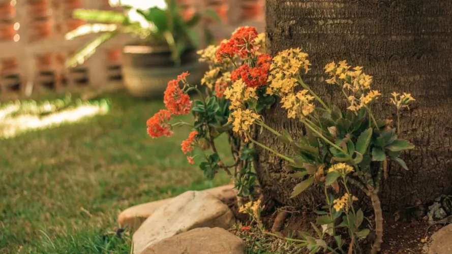 Chalés Terraviva - Pirenópolis
