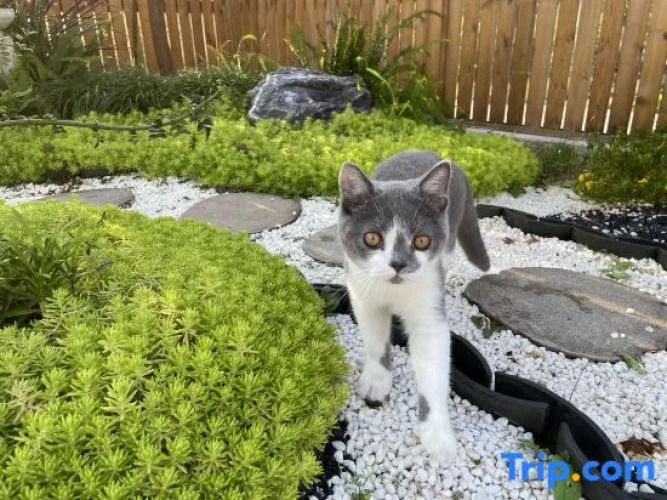 Shanghai Chongming Guiyu Intelligent Boutique - Shanghai