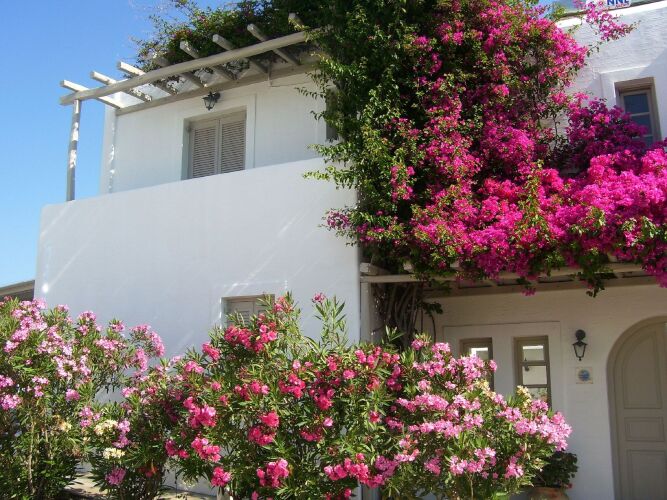 Despina's Mare - Paros