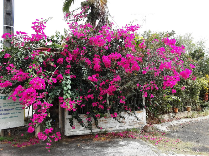 Chez Régine - Martinique