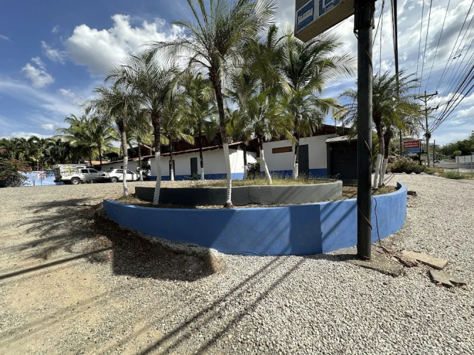 Wide Mouth Frog Conchal - Brasilito