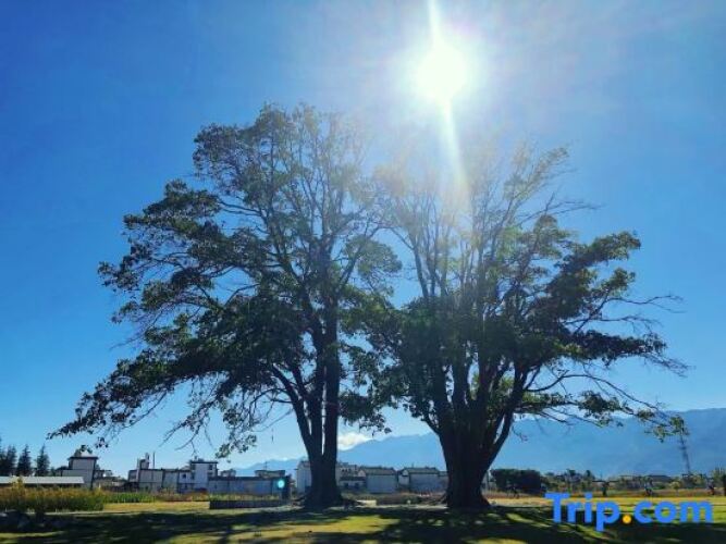 Dali Qiyeju Mountain Viewing Courtyard (Erhai Caicun Branch) - 