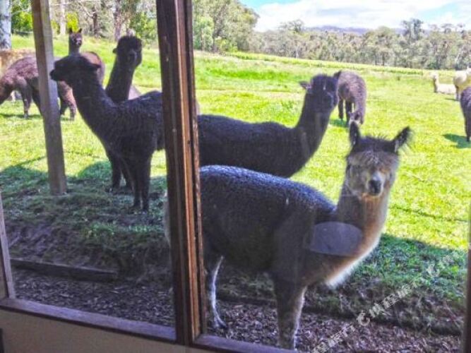 Valley Farm Vineyard Cottages - Healesville