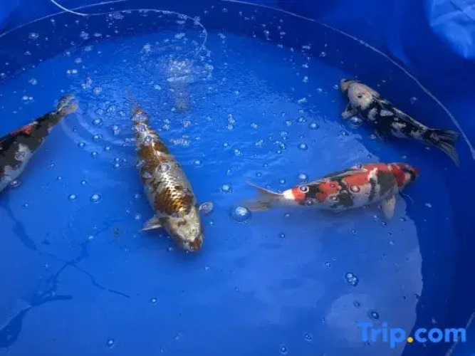 Bullfighting And Nishikigoi Traditional Culture House - Nagaoka